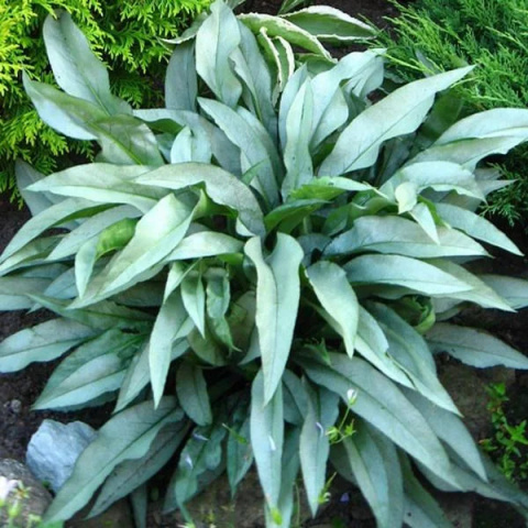 Miodunka pstra- Pulmonaria 'Samurai' (L) > B/12/2025 PULMONARIA